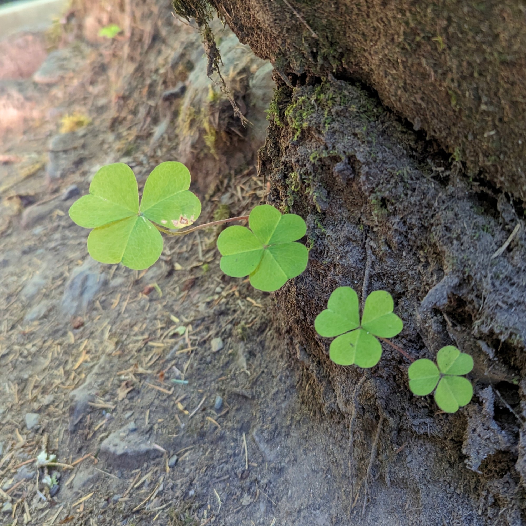 Everchanging Counseling and Consulting – Change is a verb.